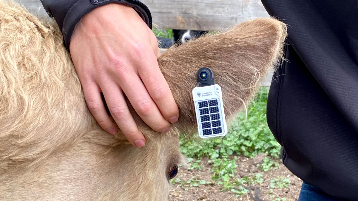 GPS ear tags offer affordable real-time herd monitoring