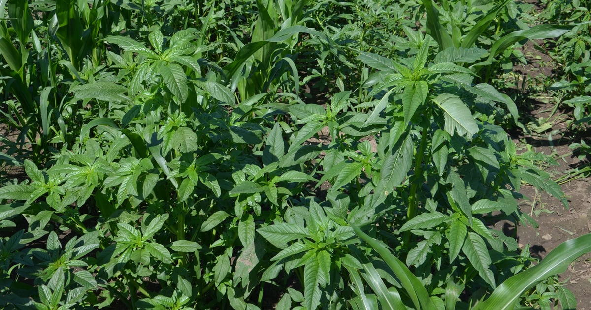 Tough crop questions deserve answers