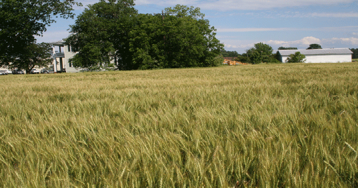 Beware of pest problems in wheat following wheat | Farm Progress
