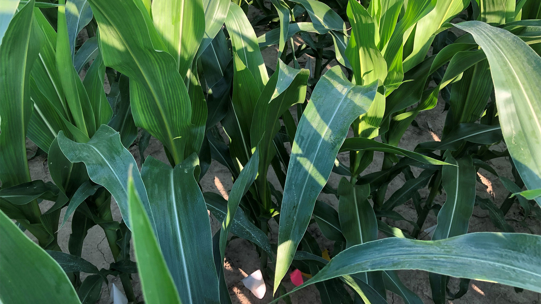 Does your corn need sulfur? Test and see