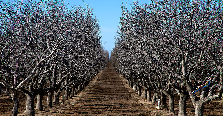 Maximize your almond dormancy period