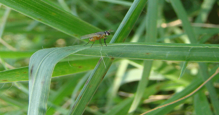 Bermudagrass stem maggots on the move across Florida pastures