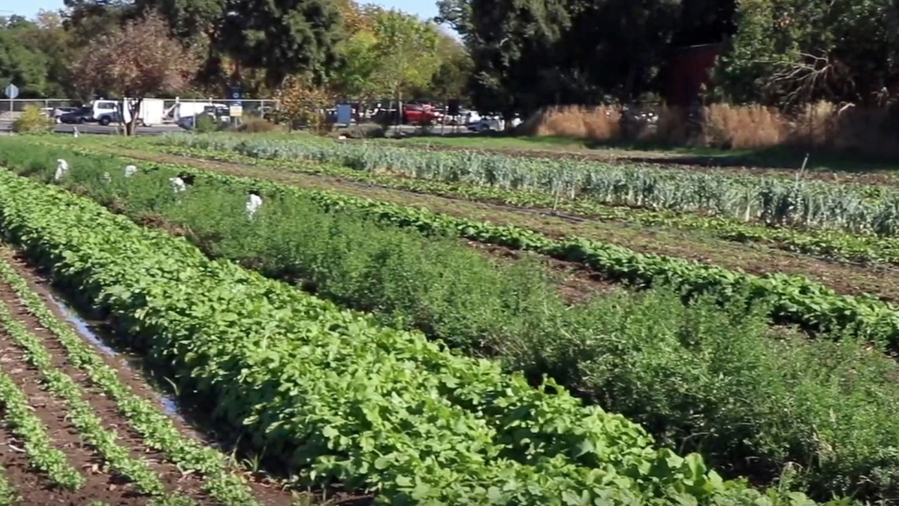 Take a closer look at corn roots