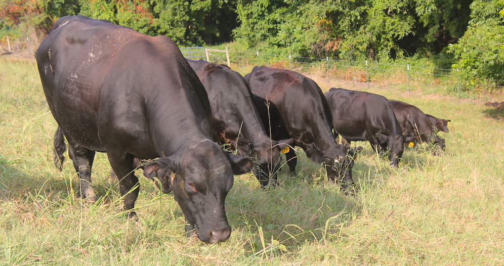 Veteran turned farmer finds success on the levee | Farm Progress