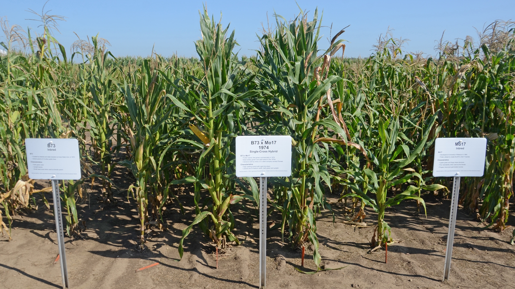 Single cross Hybrids A Milestone Worth Noting