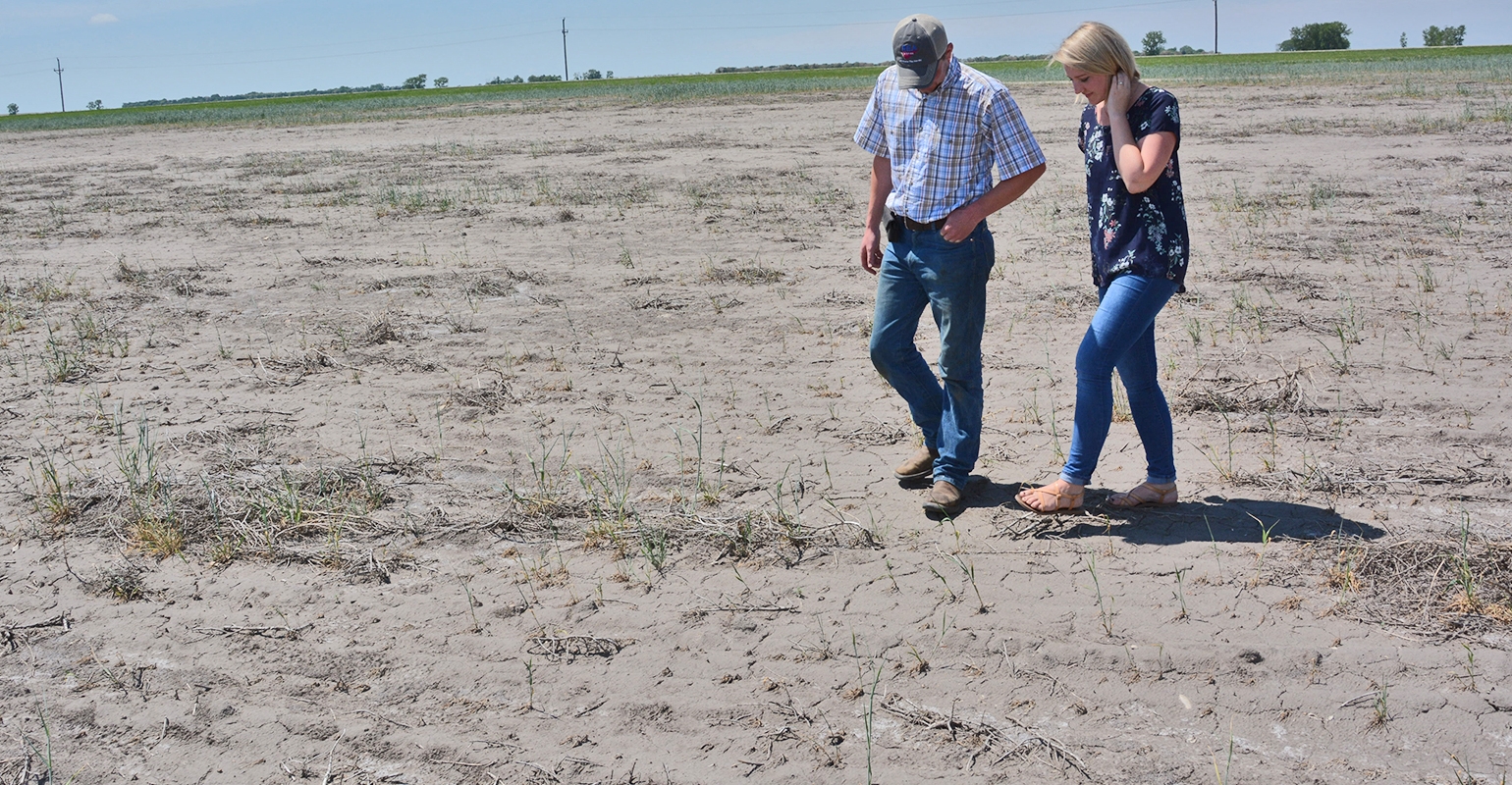 Cover crops shrink saline acres