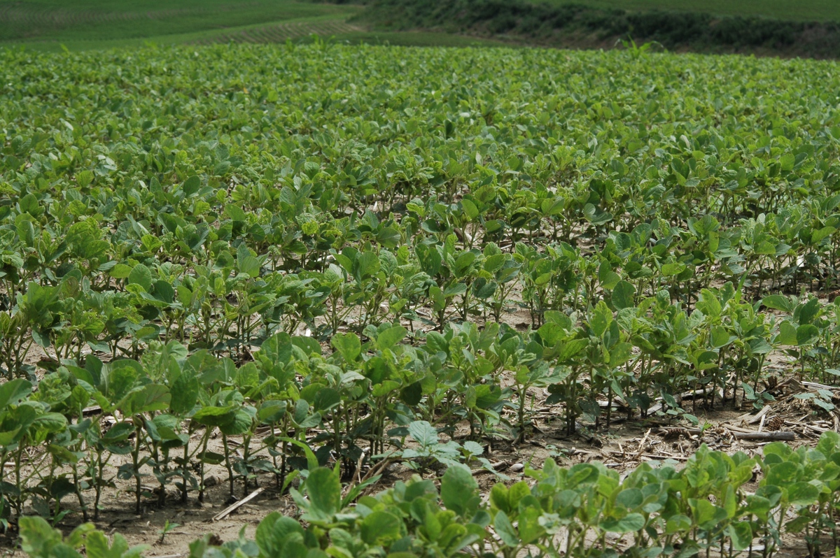 DuPont’s Pioneer Hi-Bred, Evogene to develop rust-resistant soybean ...