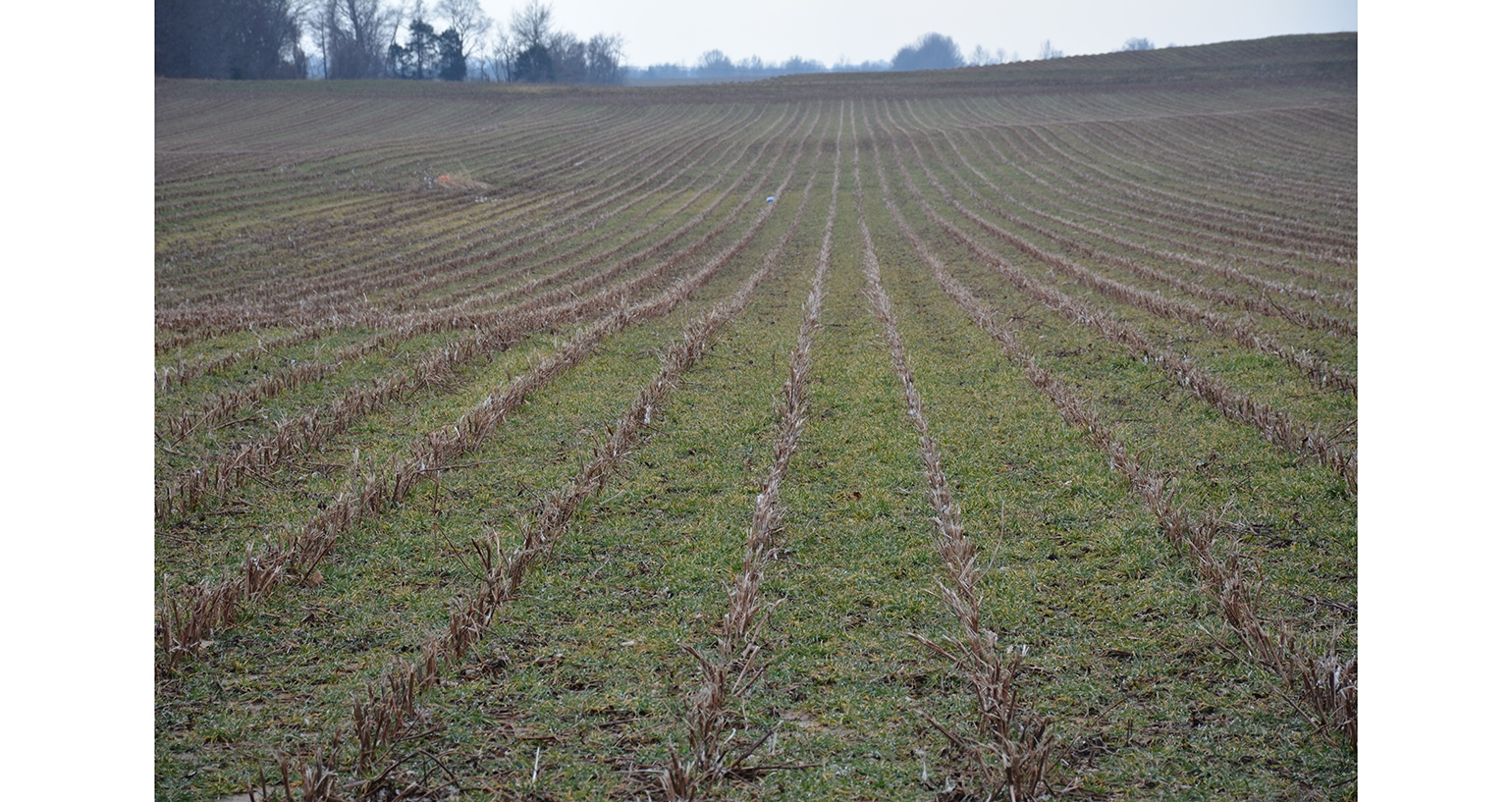 Product selection critical for cover crop termination