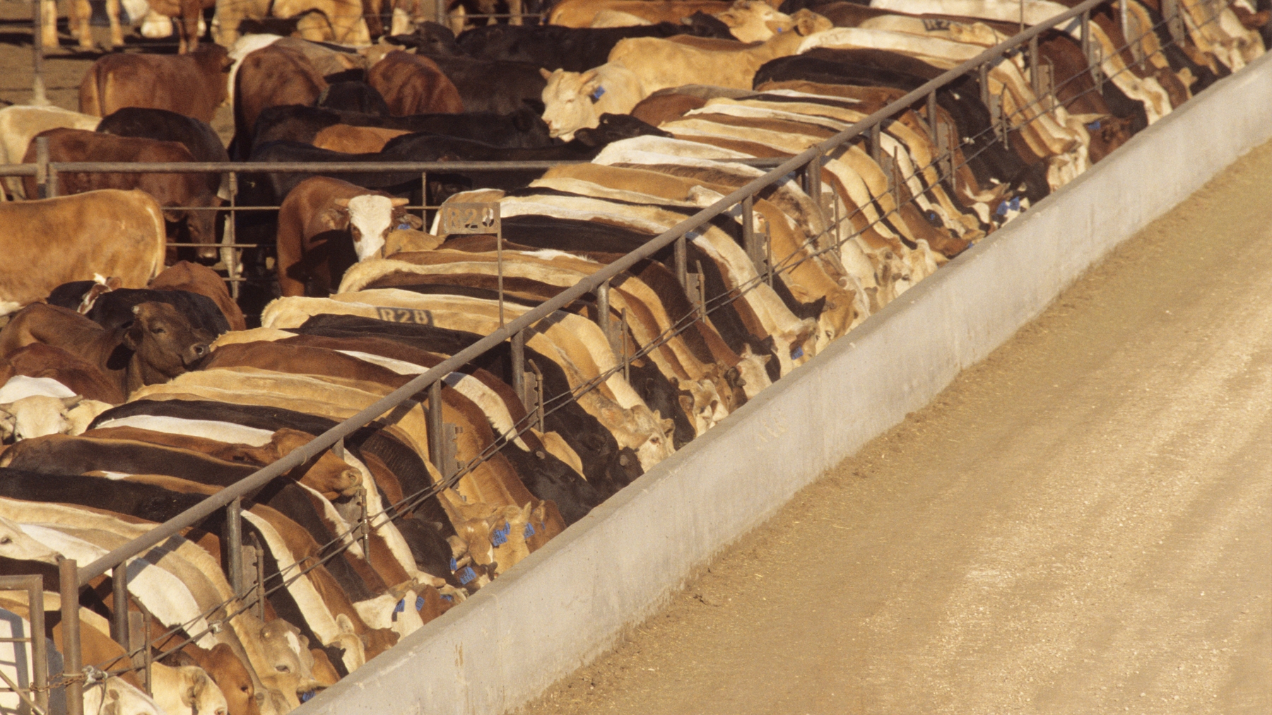 Cattle feeders rediscovering sorghum’s benefits