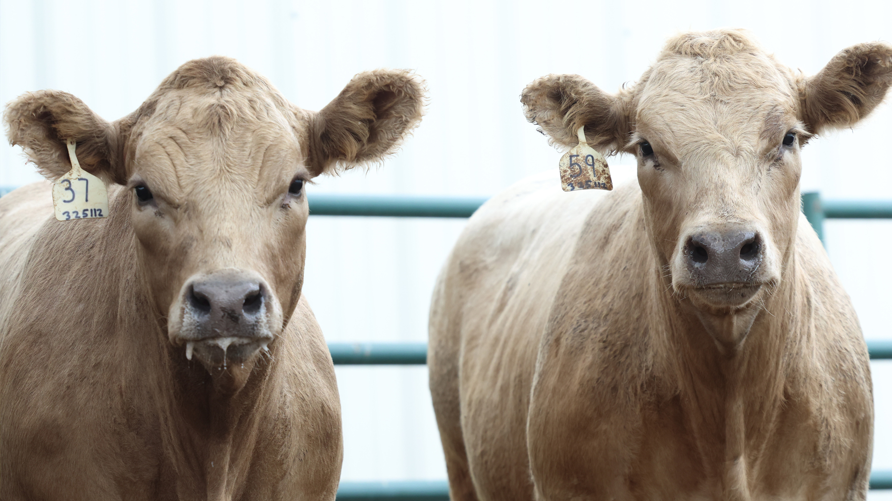 Is the beef market headed for a crash?