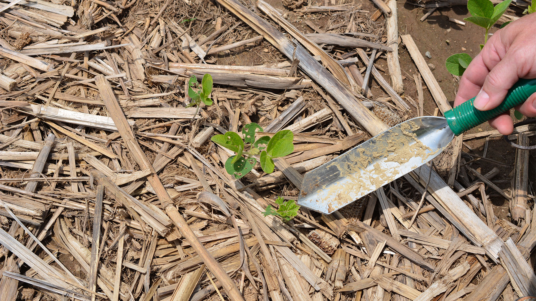 Solve poor no-till soybean stands in corn residue
