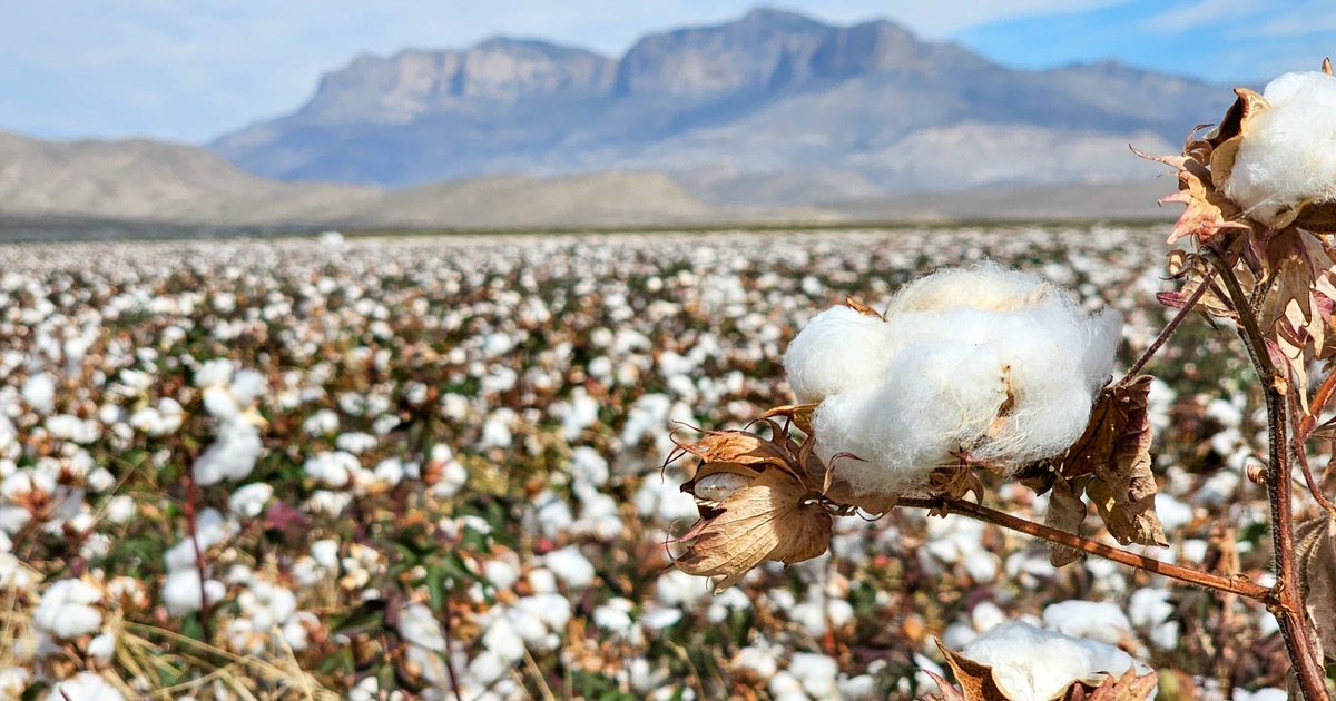 Continued cotton market volatility expected in 2025