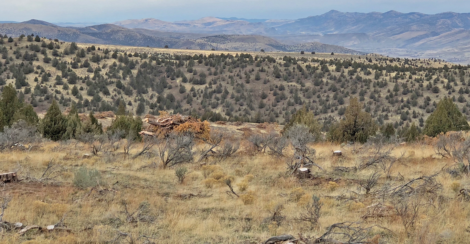 Cutting invasive juniper could create new trouble