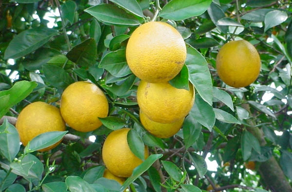 Applying nitrogen to citrus at the best time | Farm Progress