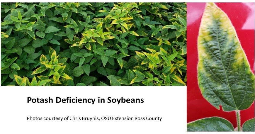 Don't stop scouting: Foliar disease in soybeans are still problematic