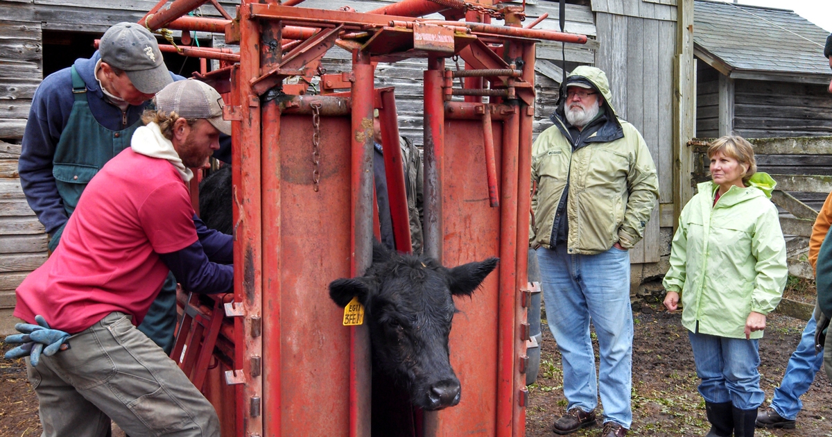 3 basic components for working your cattle