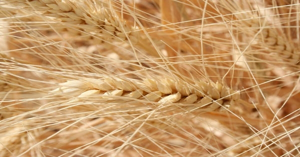 Photo gallery: Tools for Western wheat production | Farm Progress