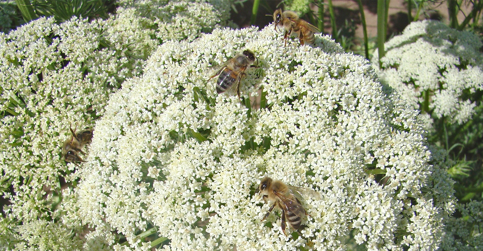 Learning more about bees pays off for ag
