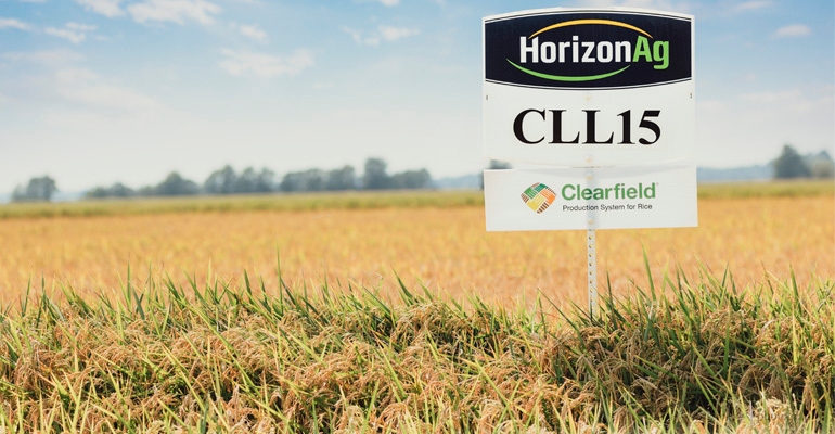 New Horizon Ag rice varieties offer higher yield, strong performance