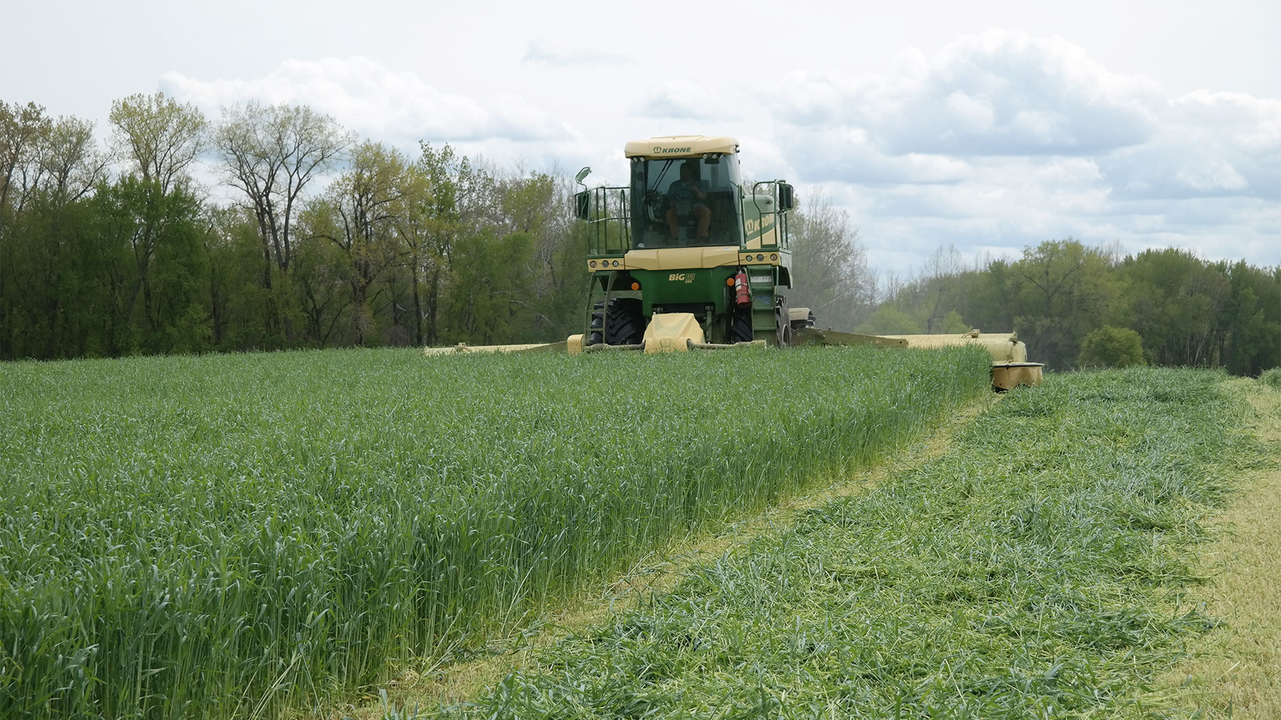 Prussic acid-free forage sorghum now an option for farmers