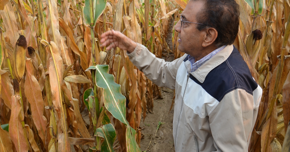 Field scouting examples from 2017 season | Farm Progress