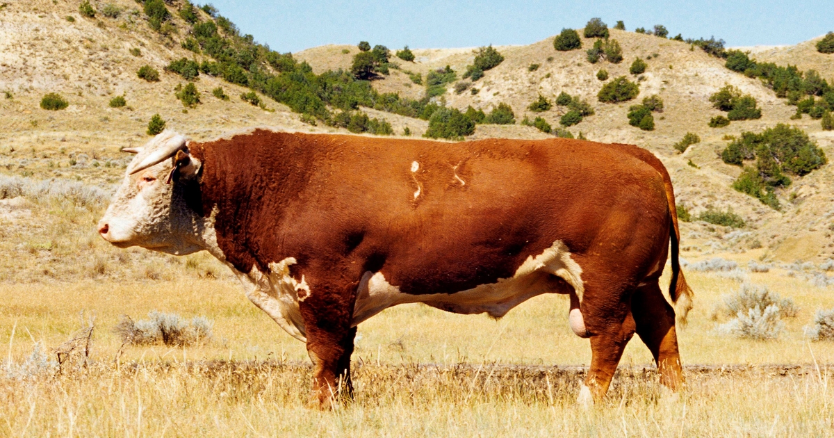 Two bulls sell for $100k each at Montana sale
