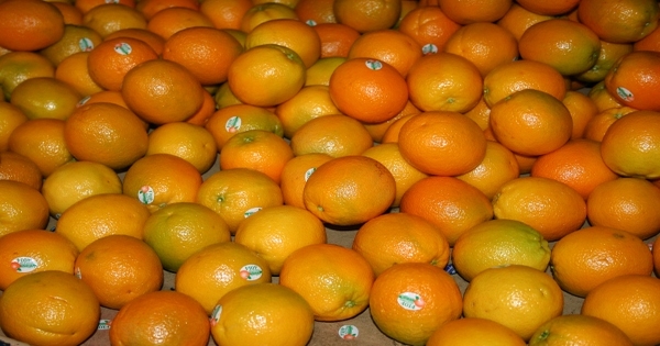 California Citrus Mutual endorses CDFA's ACP plan | Farm Progress