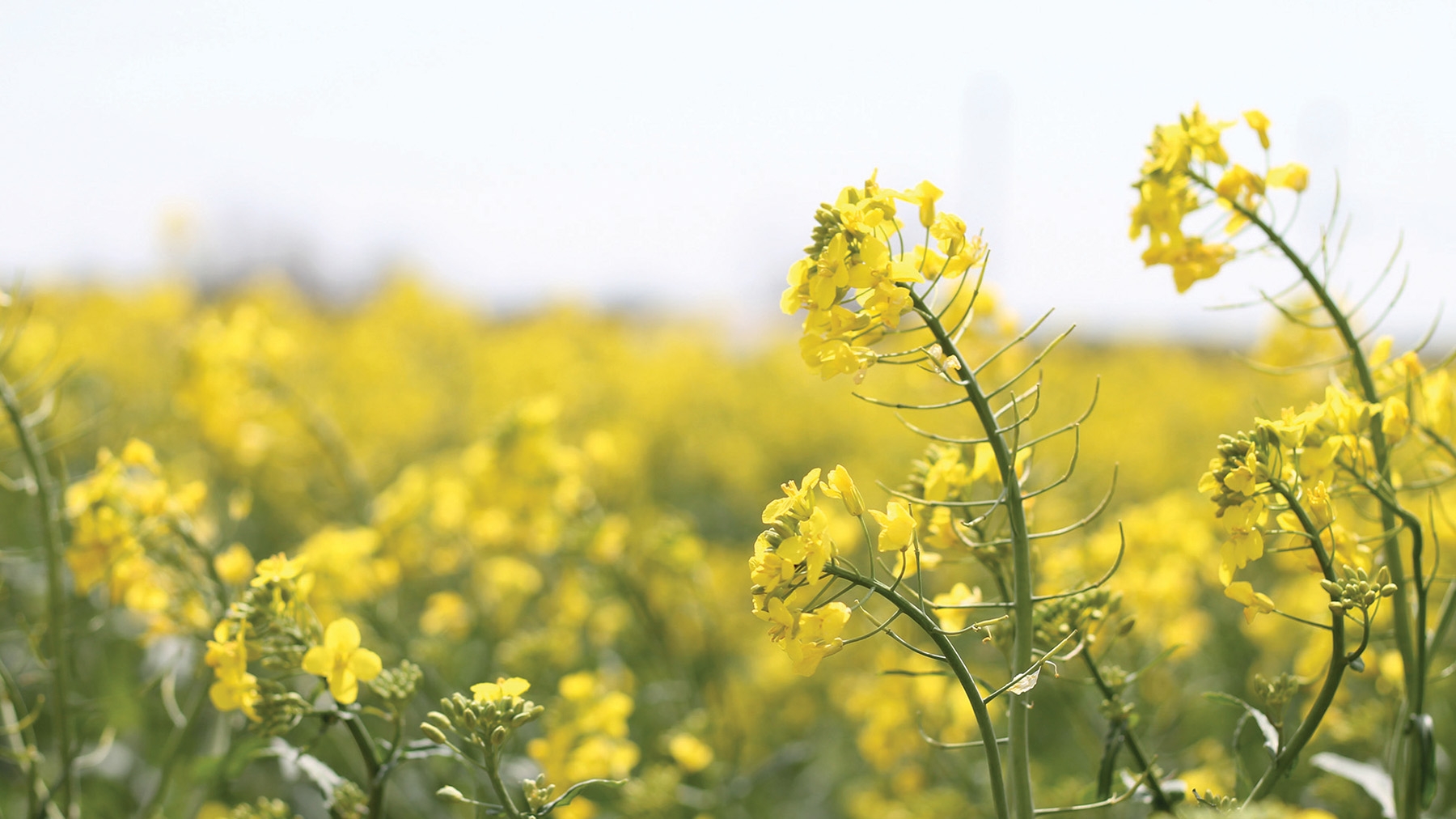 Missouri farmer shares winter canola success