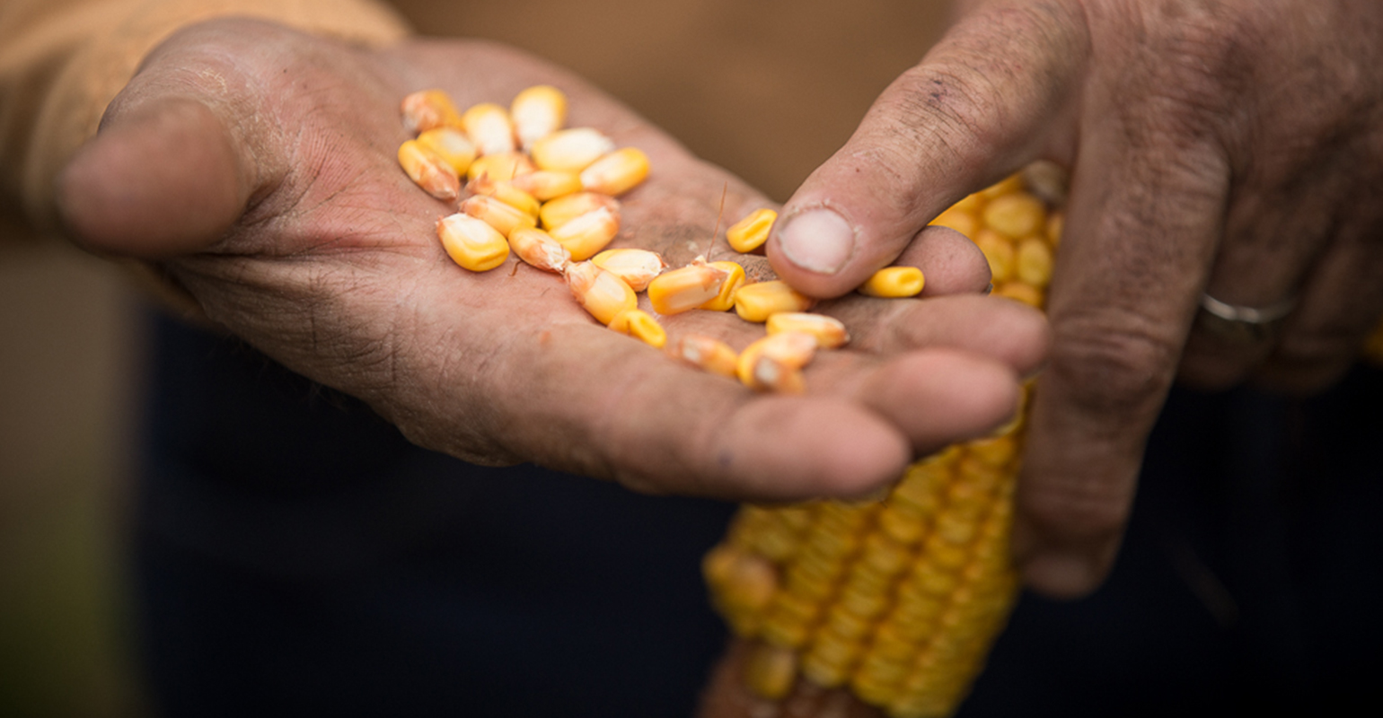 Mycogen introduces ‘revolutionary’ new corn silage hybrid