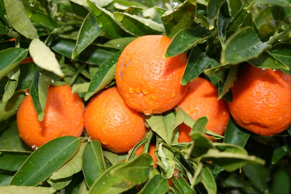 Texas agriculture rocked again as citrus disease debuts | Farm Progress