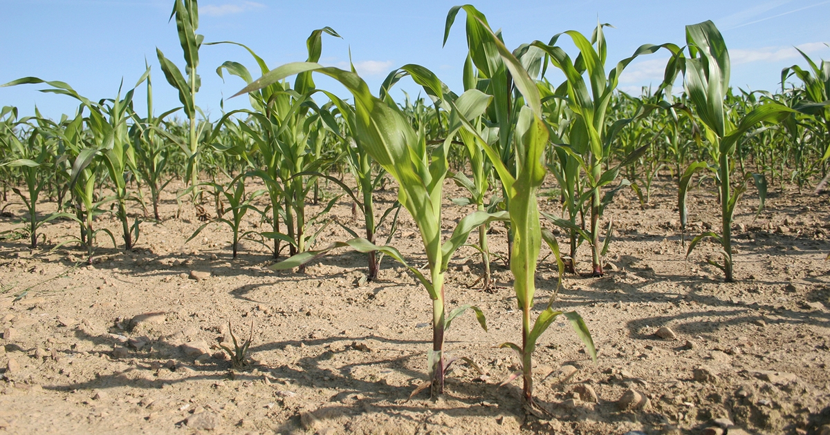 What causes uneven corn stands?