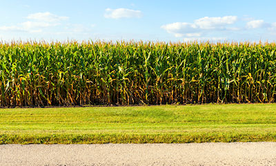 BASF's Armezon Proherbicide now registered for all corn types