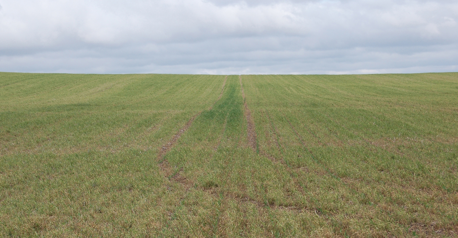 Managing cover crops in semiarid western Nebraska