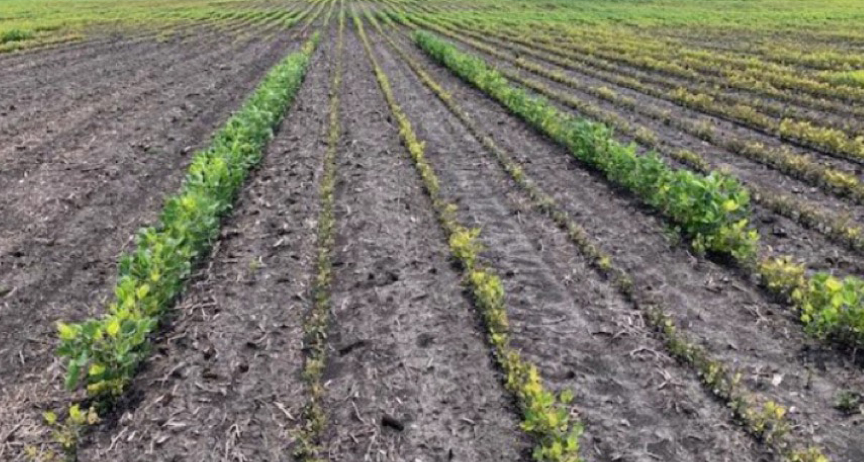 Symptoms and Factors of IDC