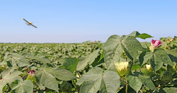 Southern crops looking strong at harvest — photo gallery | Farm Progress