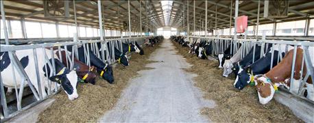 Dairy farmers identify areas to grow milk production