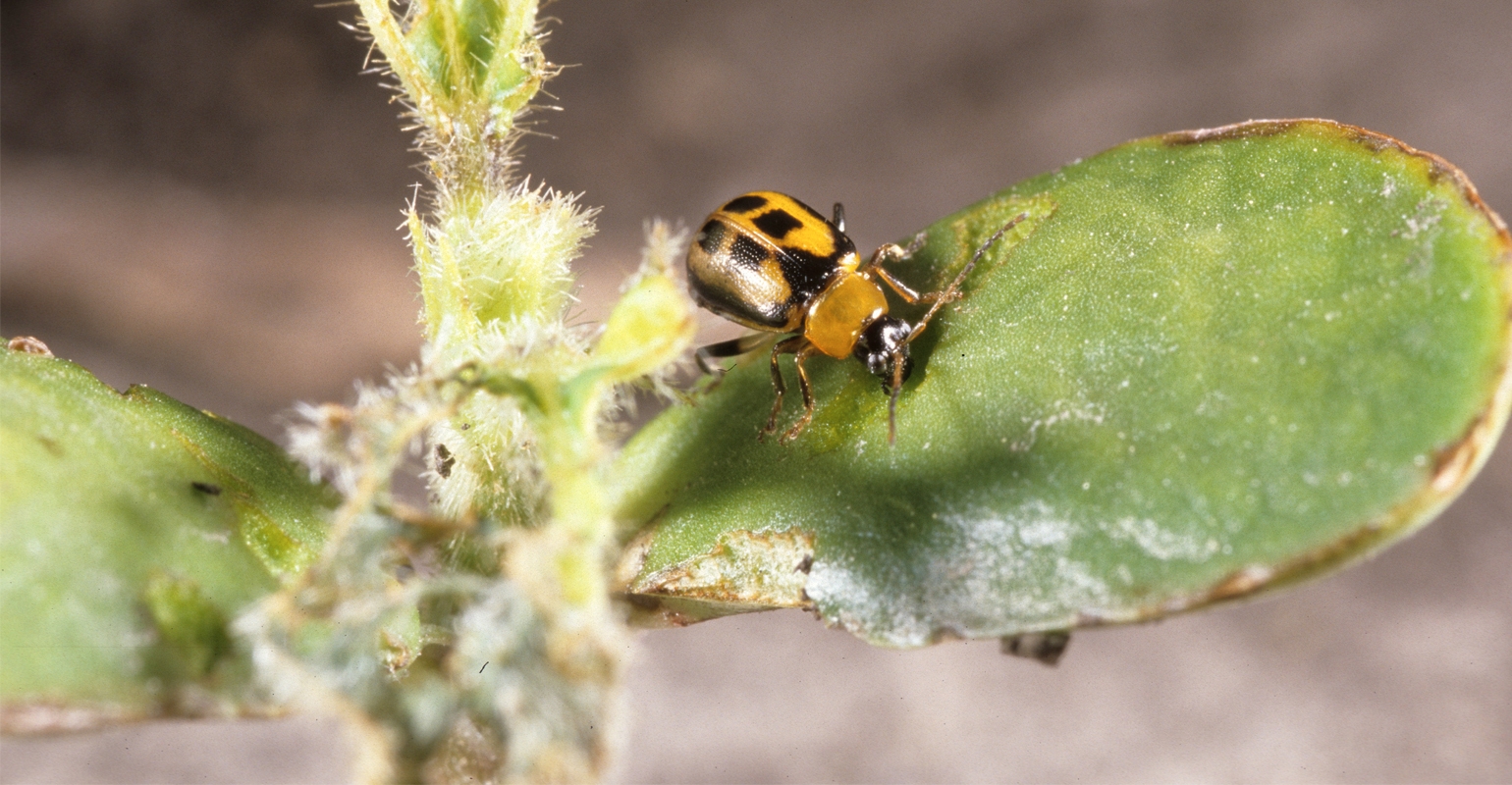 Early scouting tips for insect damage in soybeans