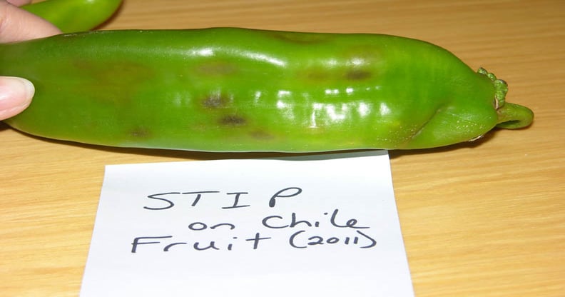 Photos Of Stip Disorder In Chile Peppers Farm Progress