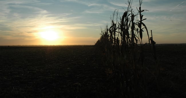 Nighttime heat stress has major impact on corn crop in Illinois ...