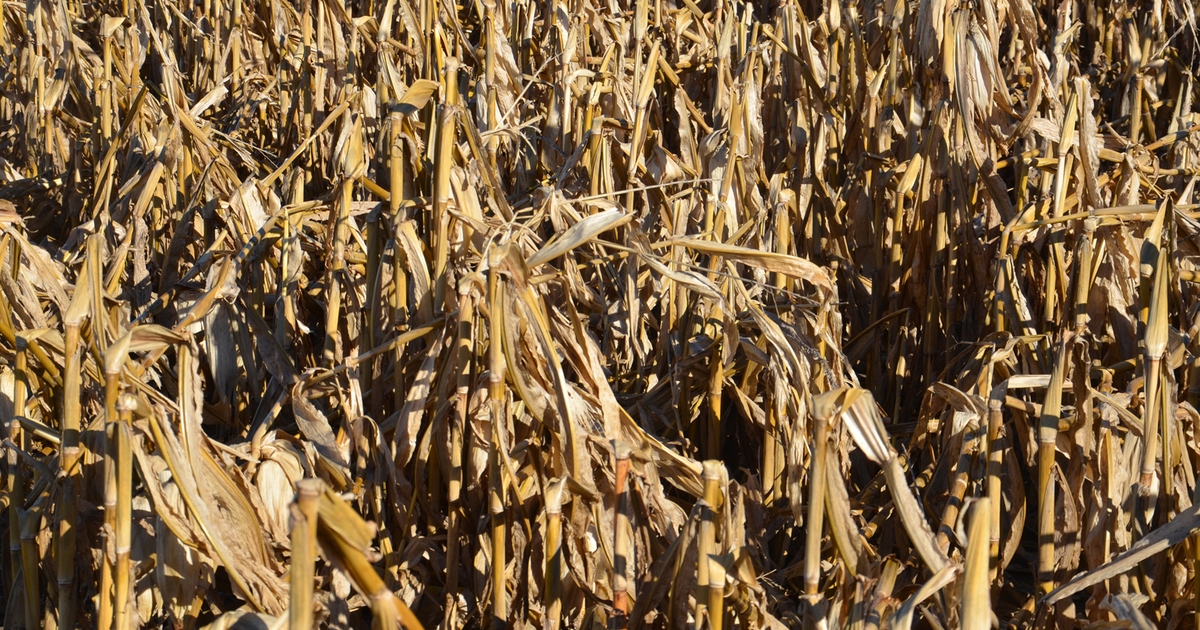Modern corn heads work wonders in down corn