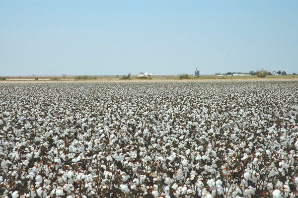 FiberMax most popular cottonseed brand in 2010 | Farm Progress