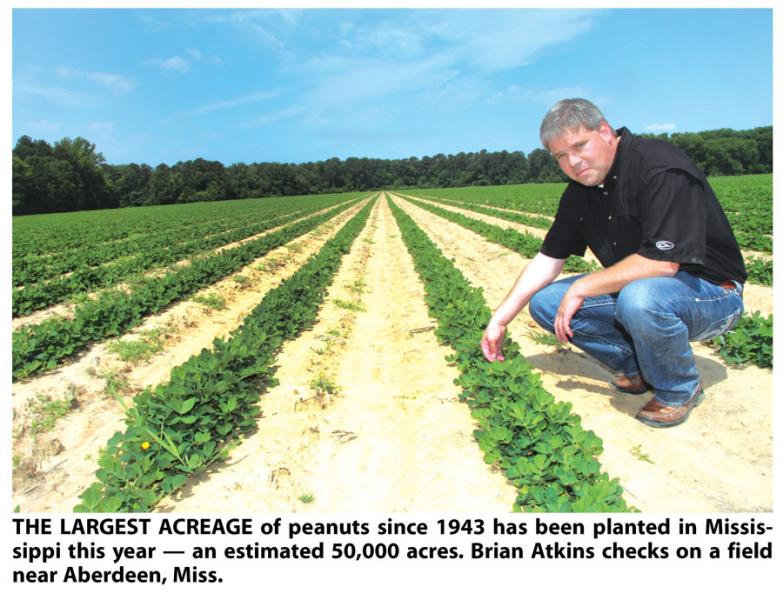 Peanuts a welcome cropping alternative for many Mississippi growers ...