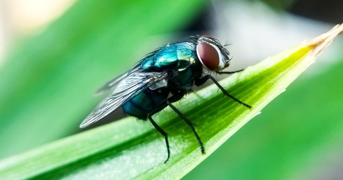 New World screwworm reported near Texas