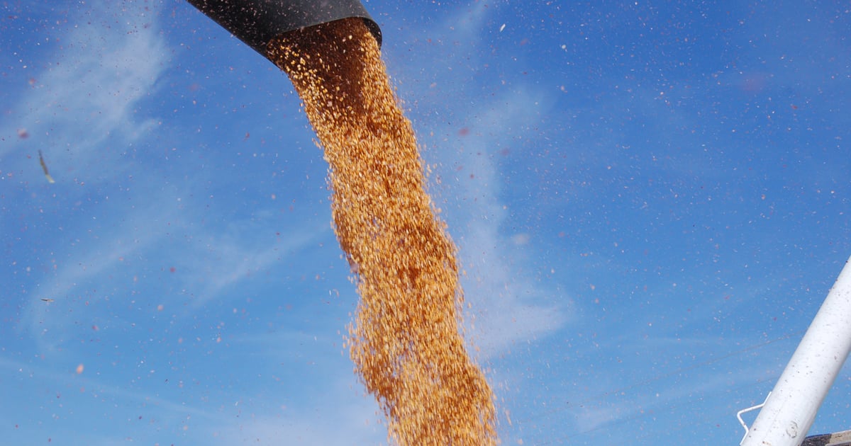 Explore test weight vs. yield