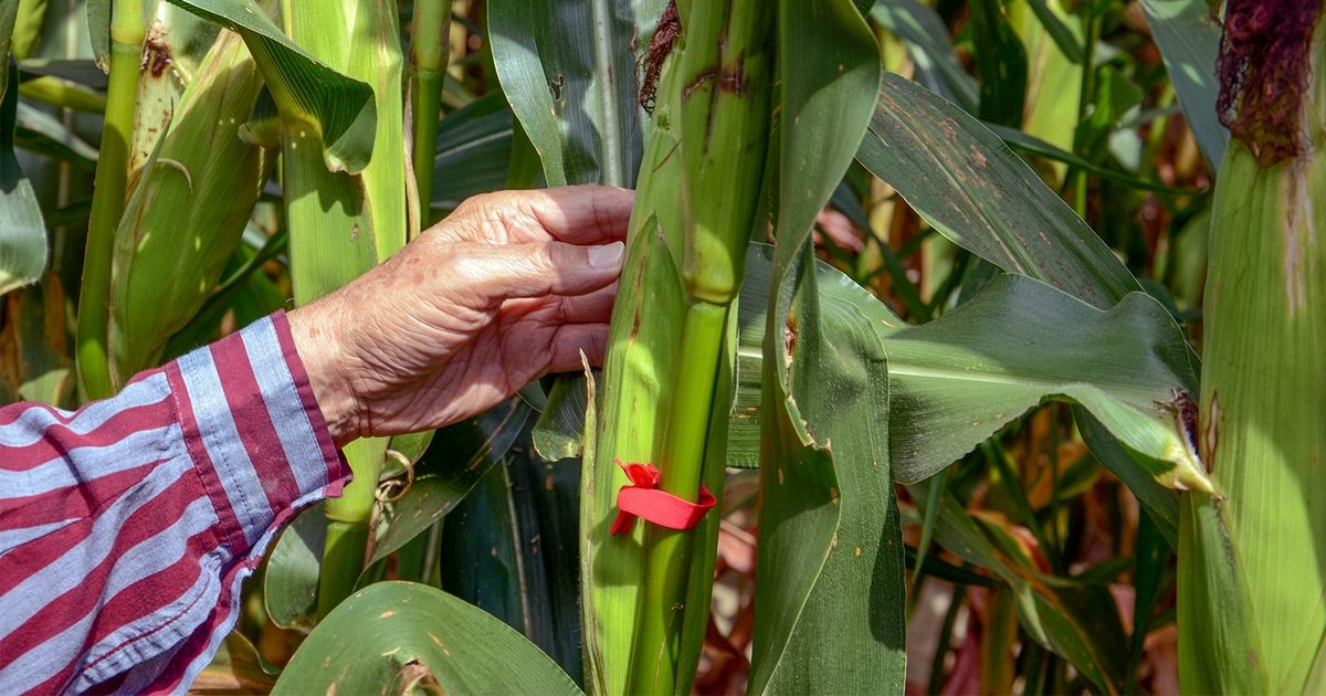one corn per stalk