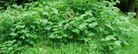 Learn more about invasive weeds