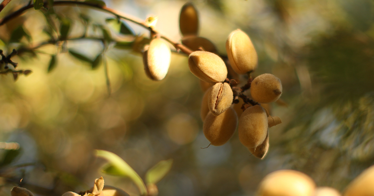 Manage pest pressure from spider mites: A guide for almond growers