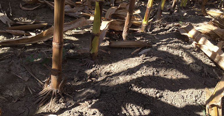 How sweet it is: in-furrow sugar applications