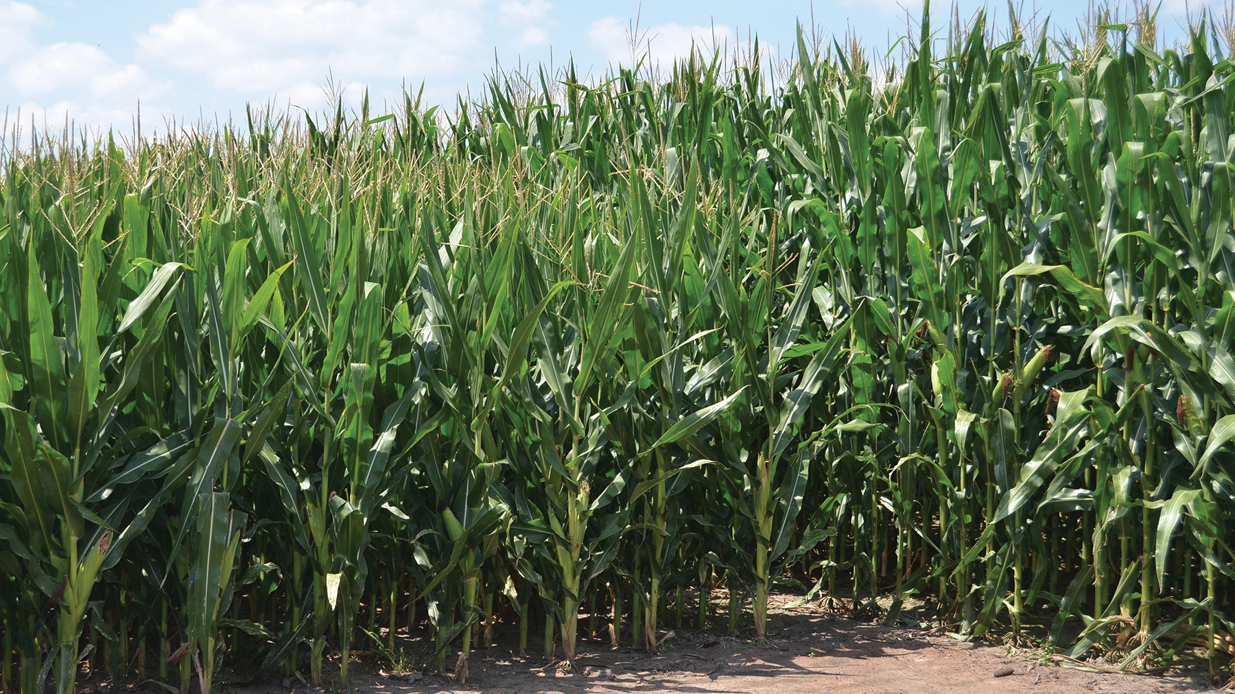 Bayer unveils short-stature corn system at Husker Harvest Days