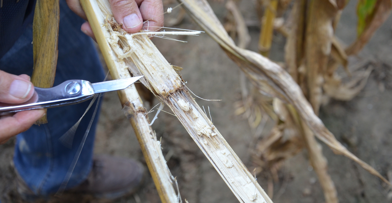 Determine cause of stalk rot
